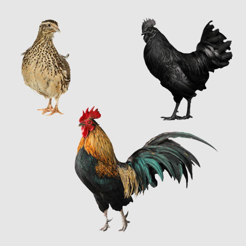 Country Chicken – Godavari Cuts